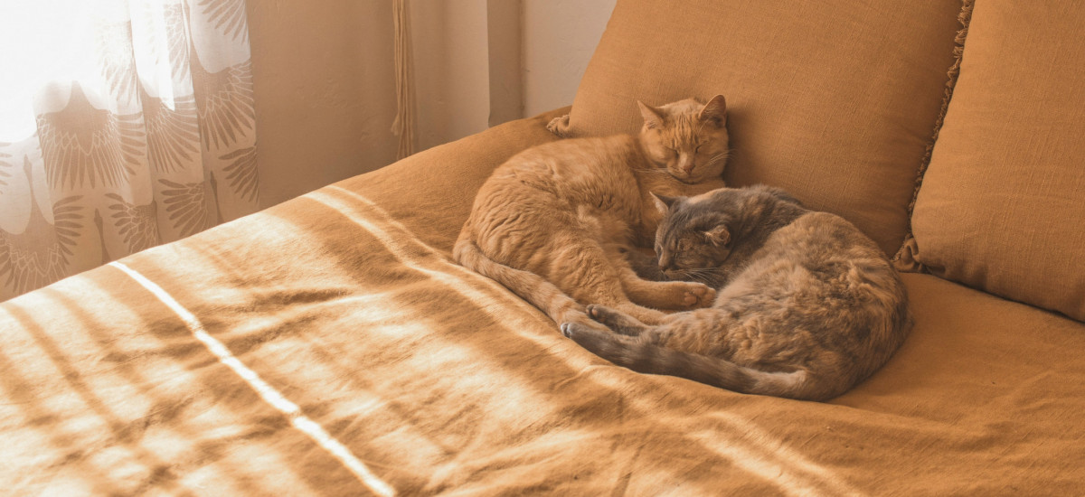 Top 5 low-maintenance cat breeds for apartment living